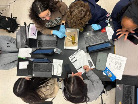 Students Conclude Forensics Unit with Pickle Autopsy Lab - Woodlawn ...